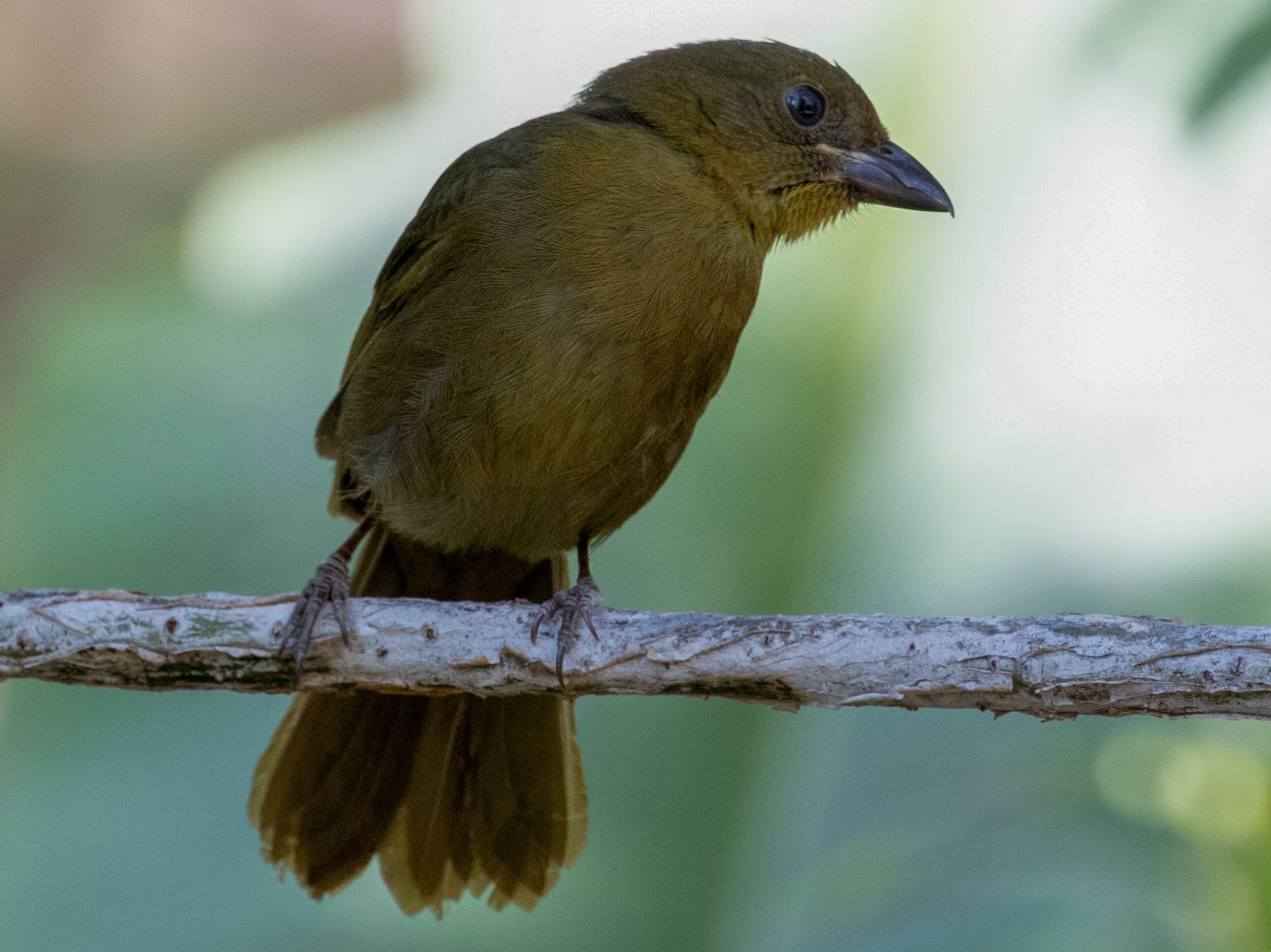 Red-crowned Ant-Tanager - eBird