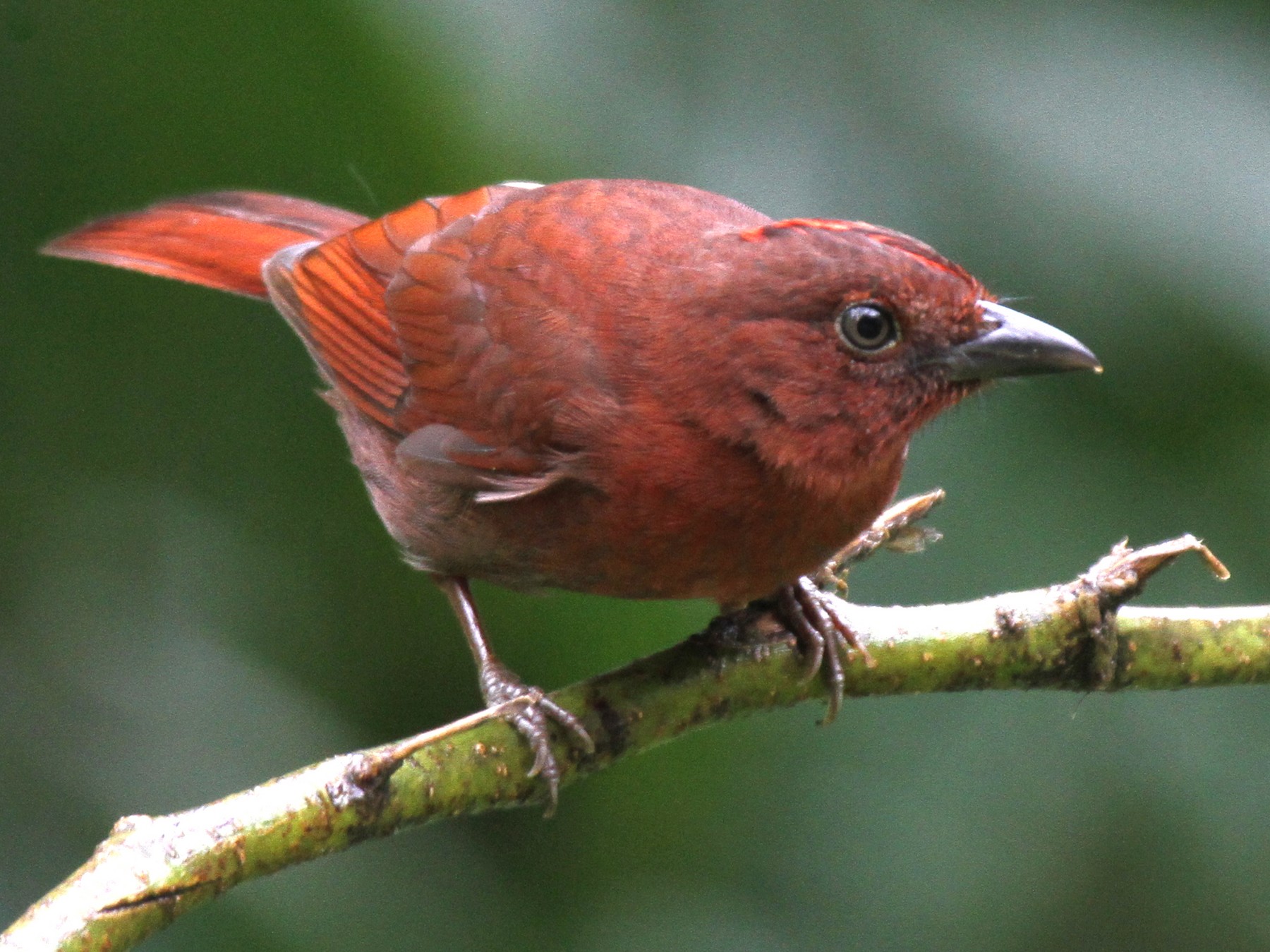 Red-crowned Ant-Tanager - eBird