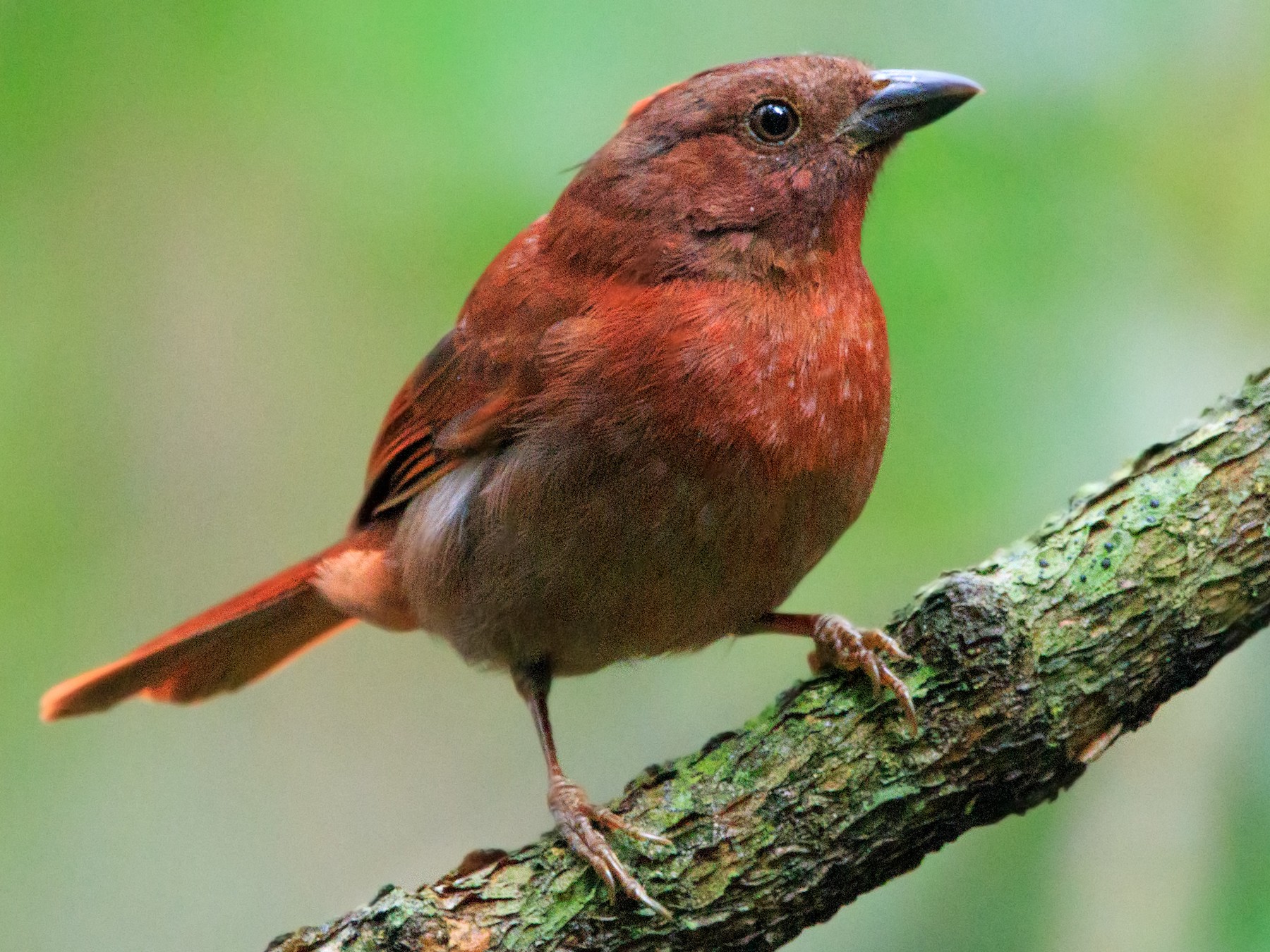 Red-crowned Ant-Tanager - eBird