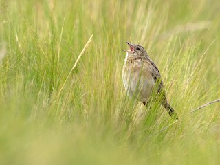 Paramo Pipit - eBird