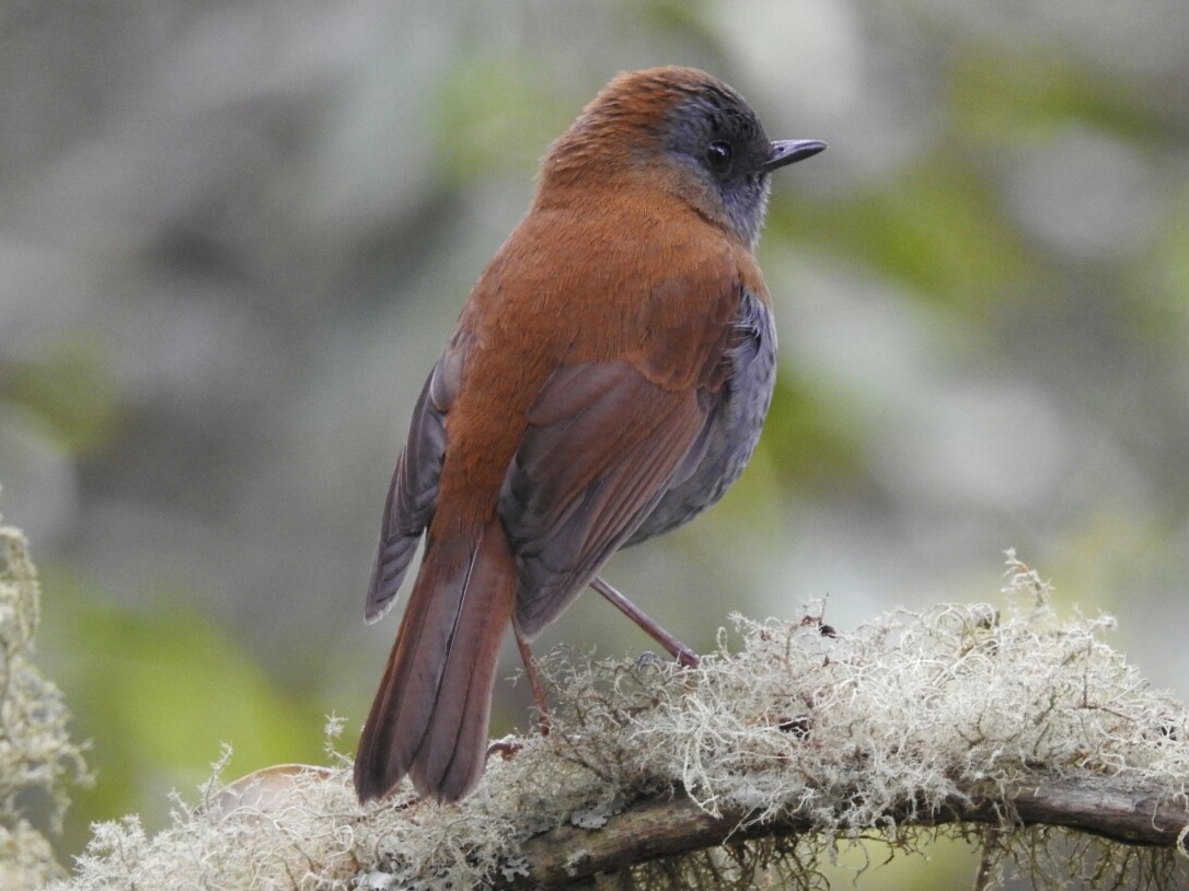 Black-billed Nightingale-Thrush - eBird