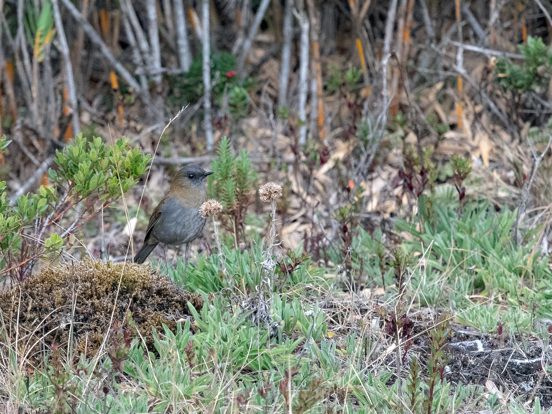 Black-billed Nightingale-Thrush - eBird