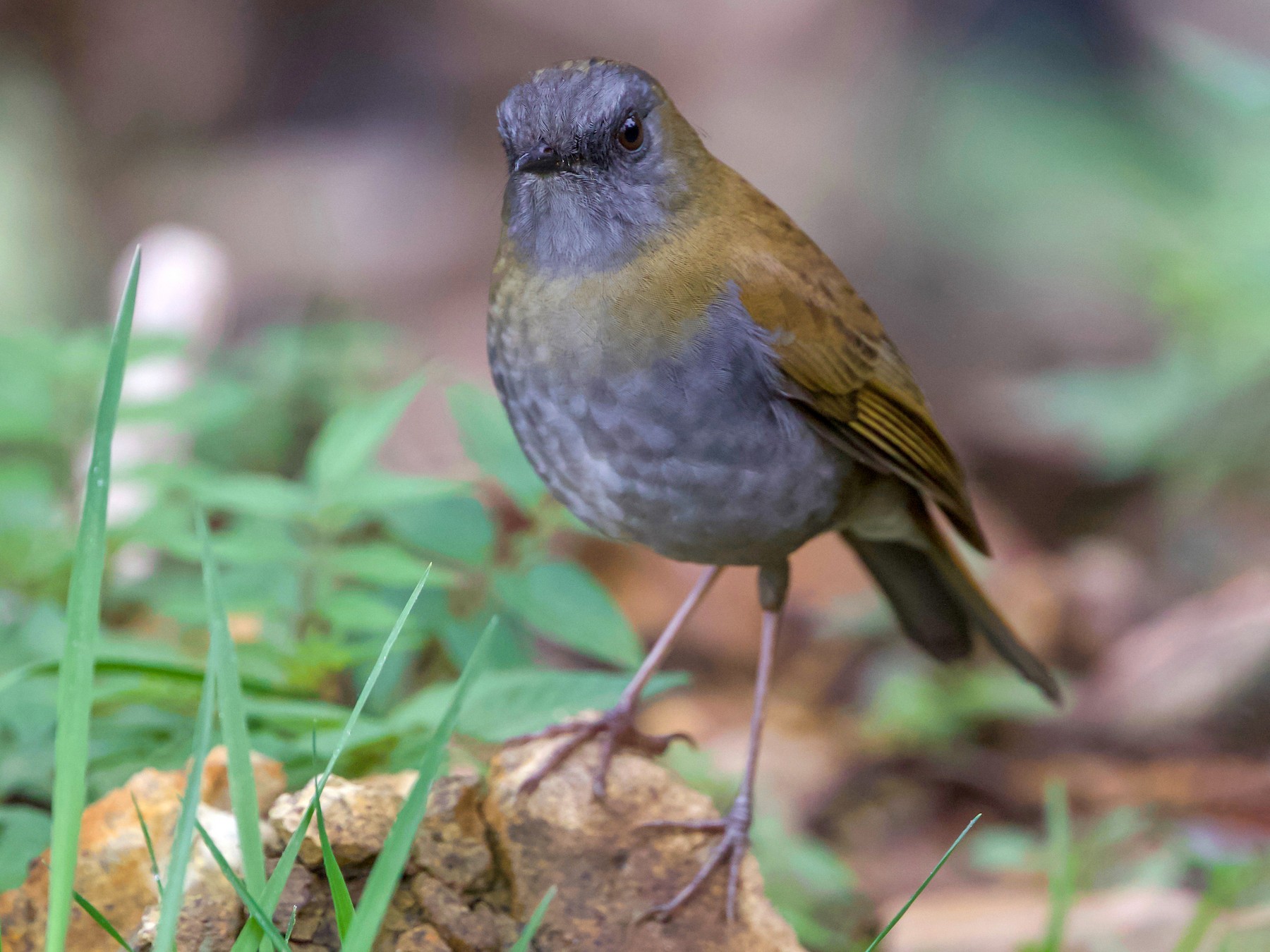 Black-billed Nightingale-Thrush - eBird