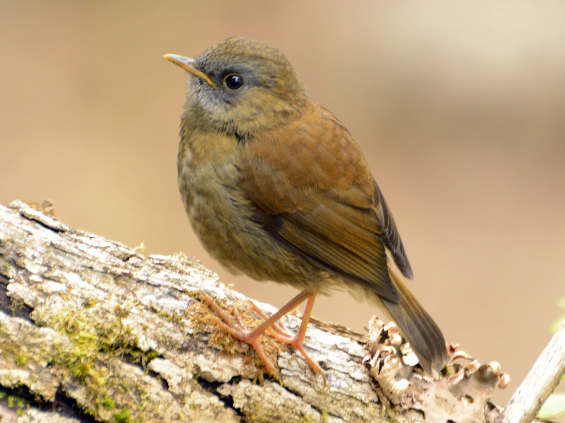 Black-billed Nightingale-Thrush - eBird