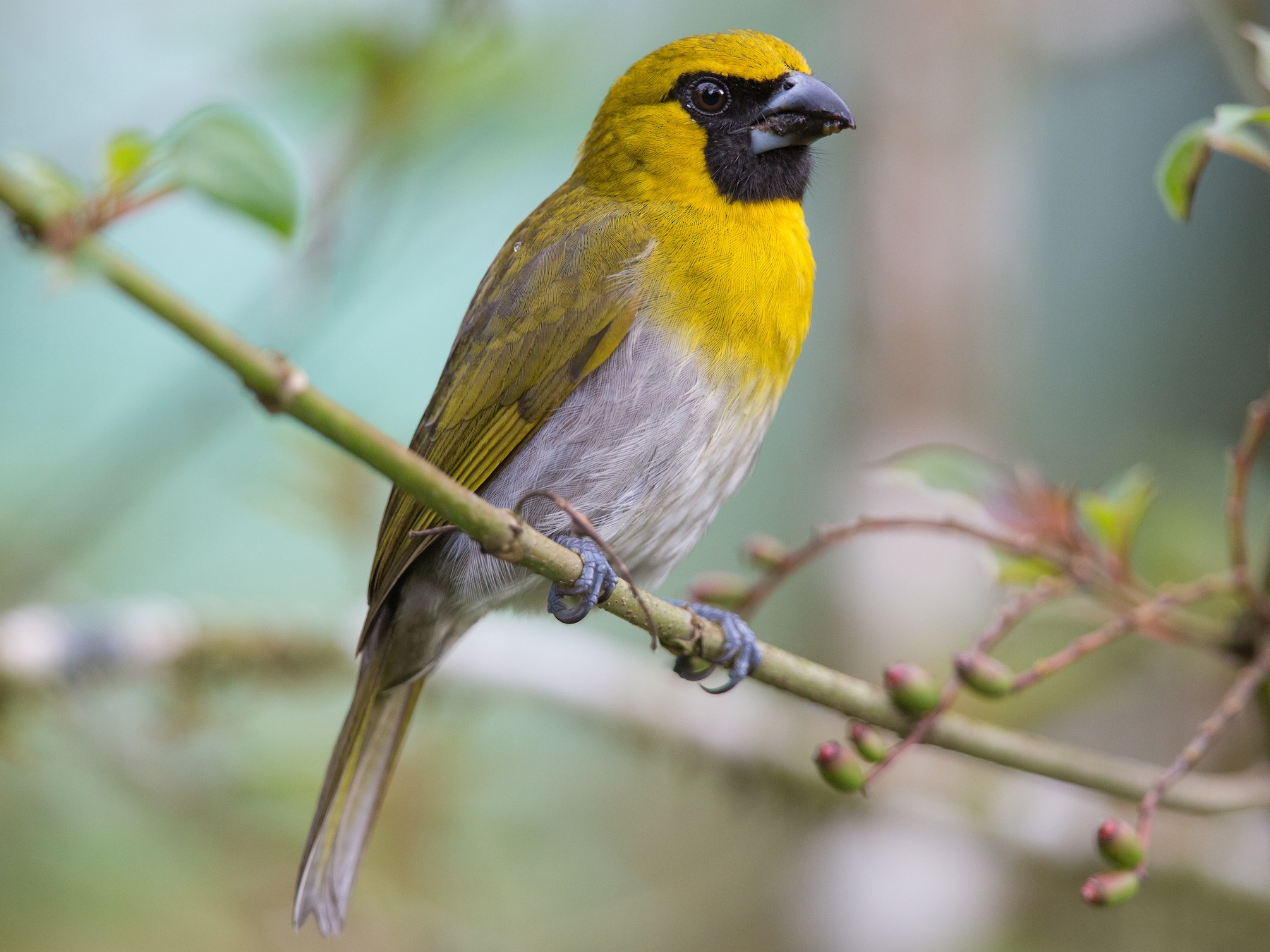 Black-faced Grosbeak - eBird