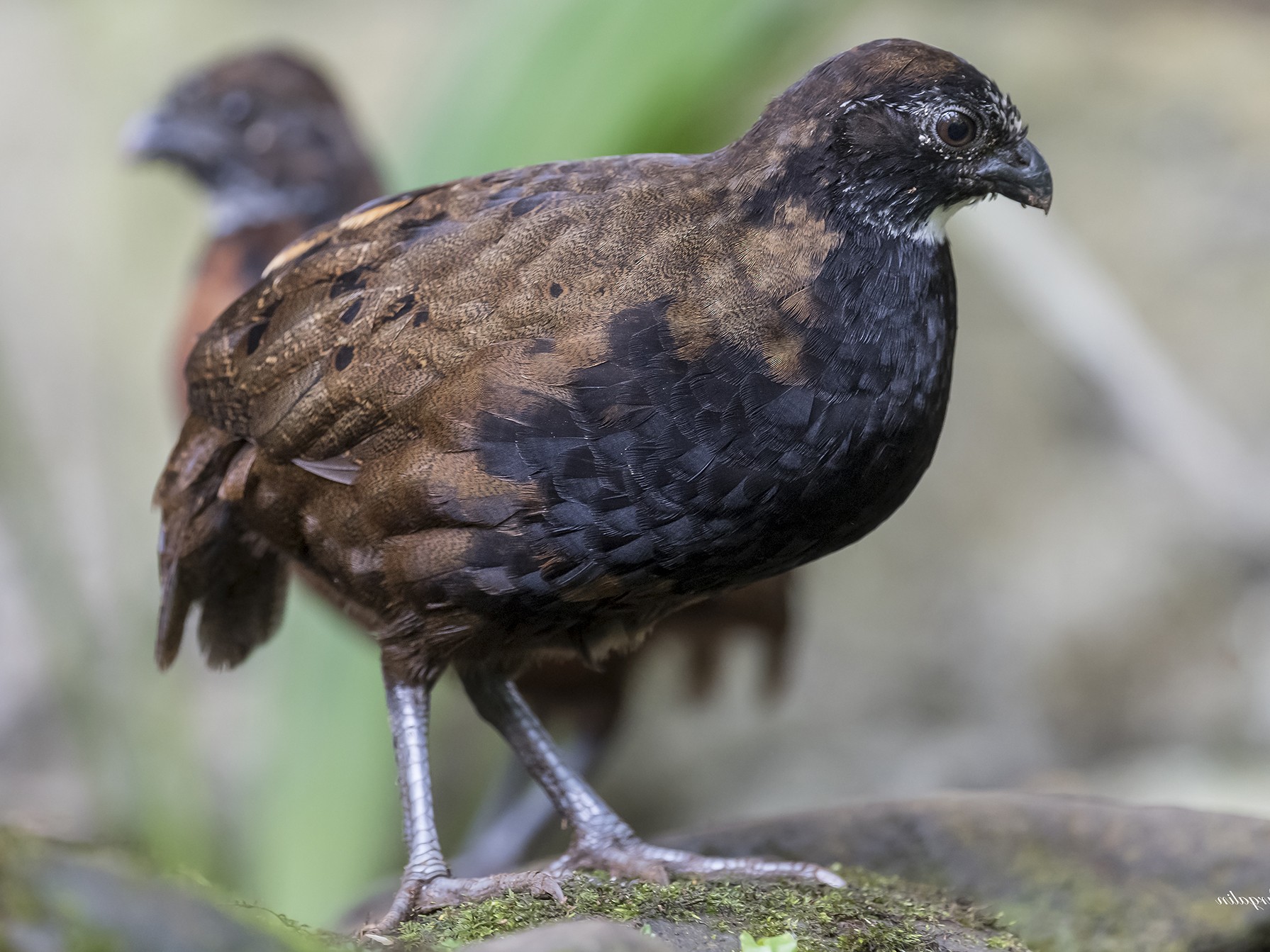 Black-breasted Wood Quail - eBird