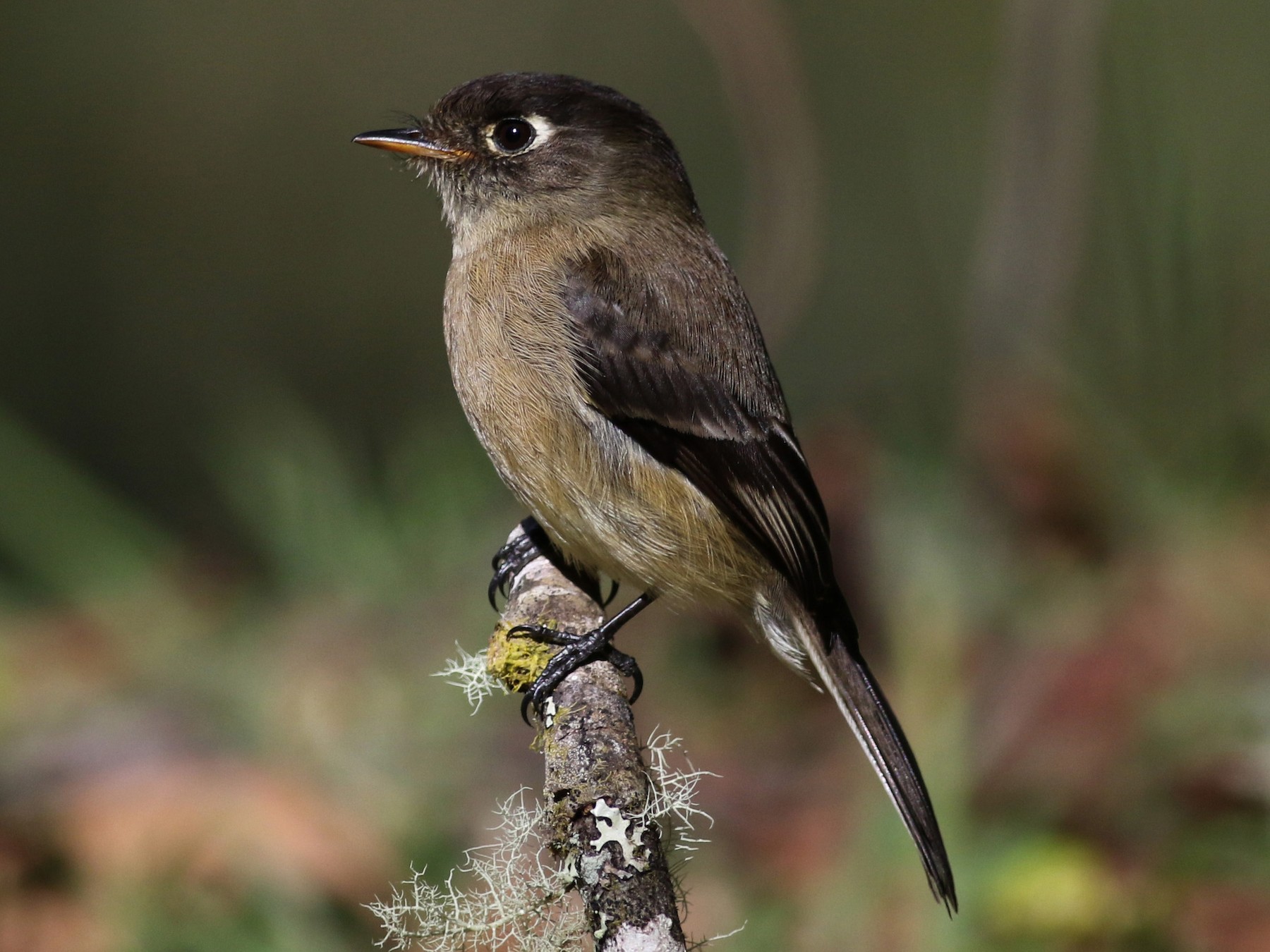 Black-capped Flycatcher - eBird