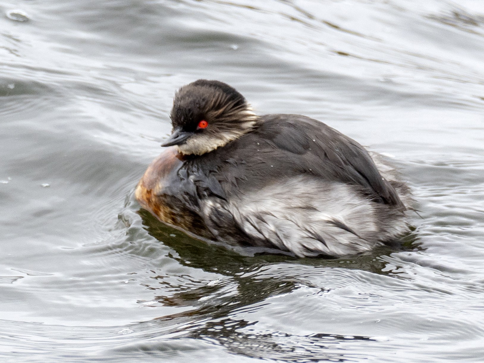 Silvery Grebe - eBird