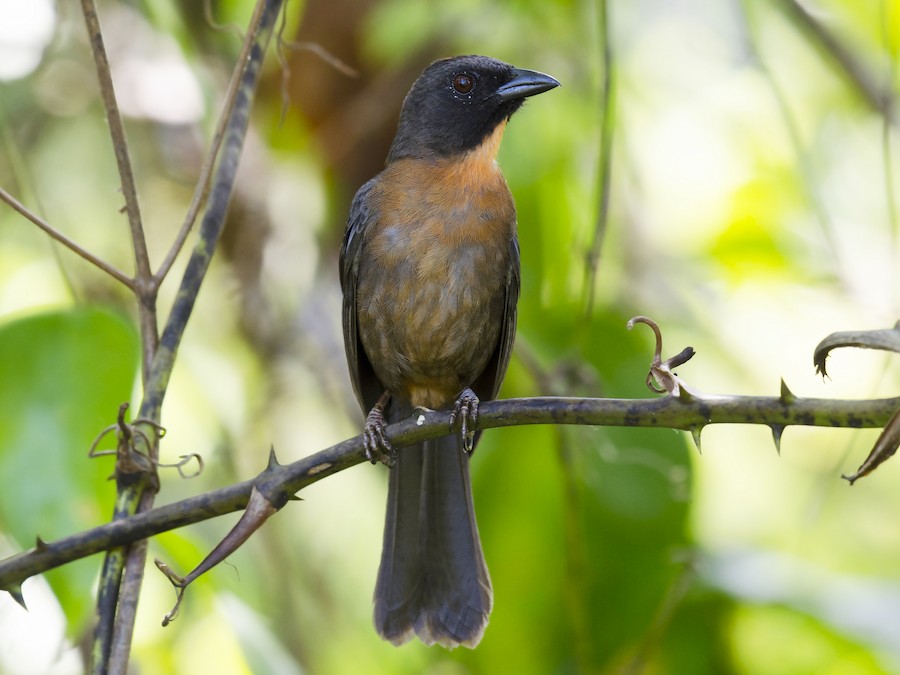 Black-cheeked Ant-Tanager - eBird