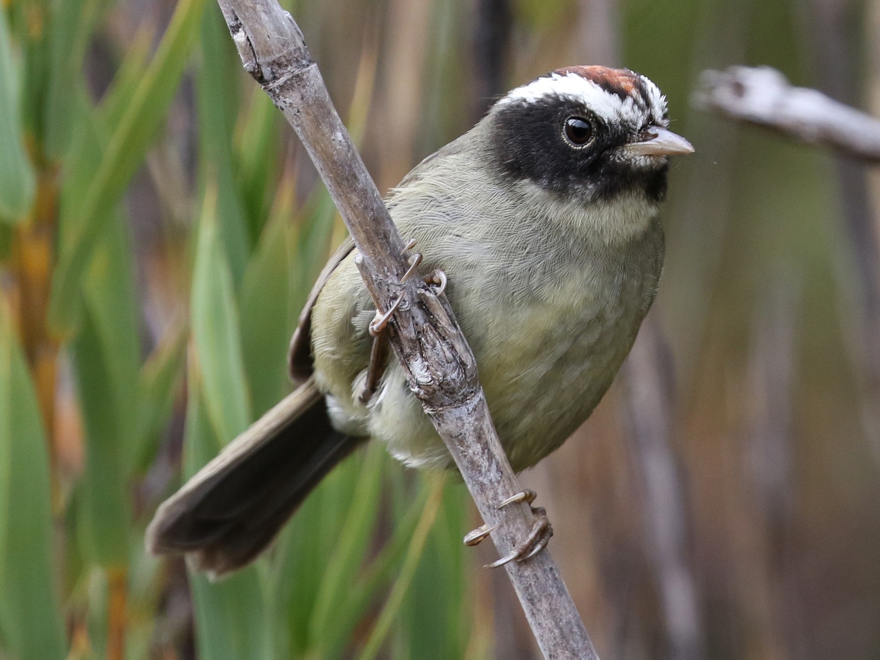 Black-cheeked Warbler - eBird