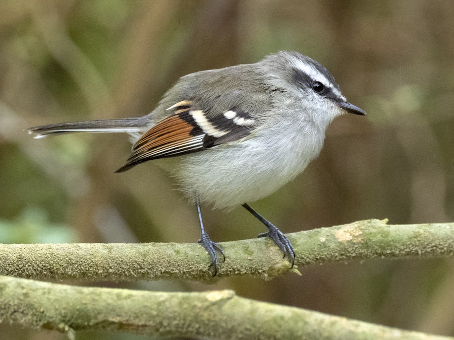 Rufous-winged Tyrannulet - eBird