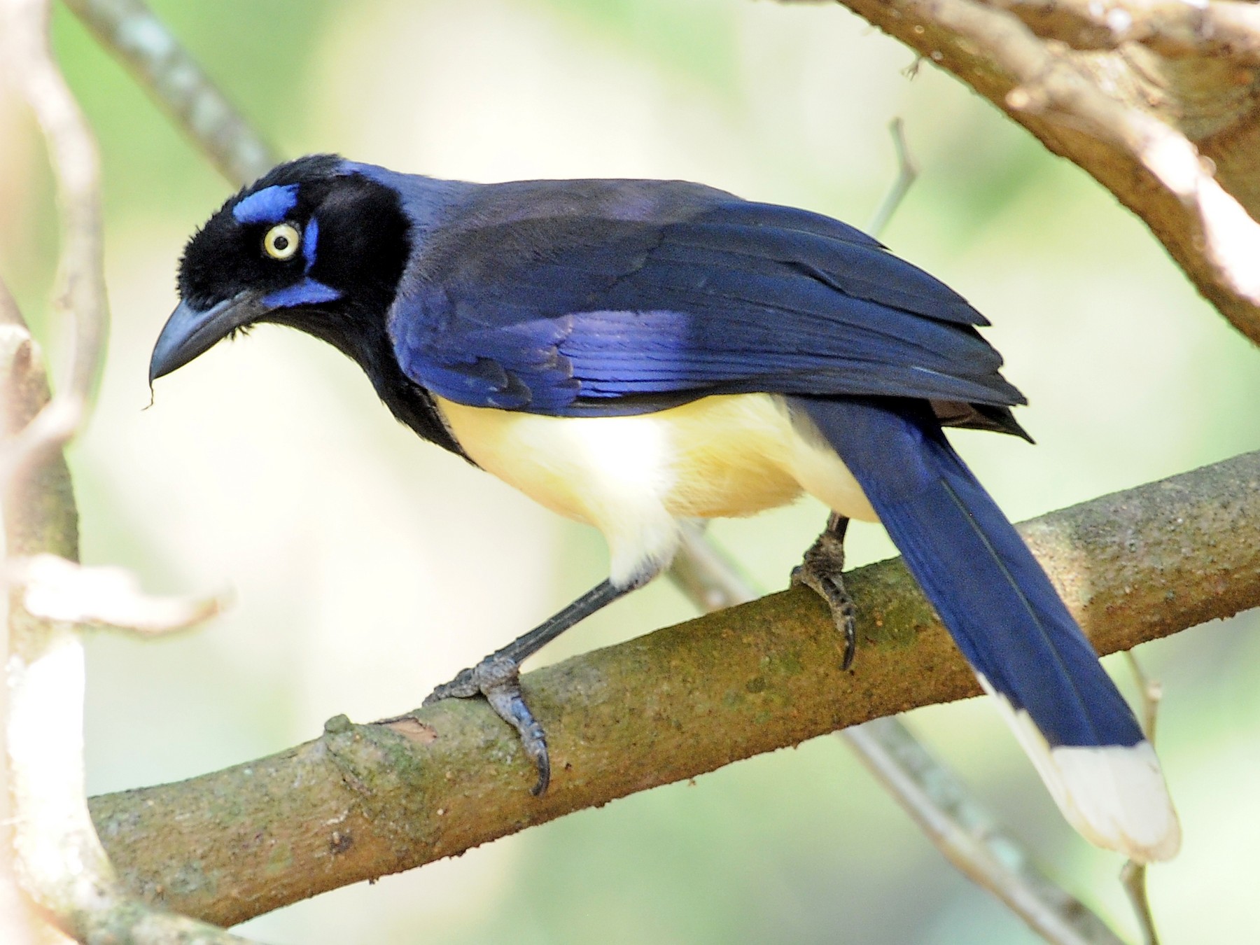 Black-chested Jay - eBird