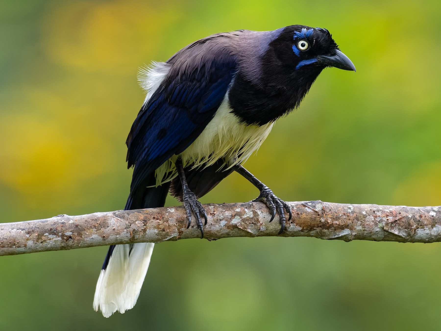 Black Jay Bird