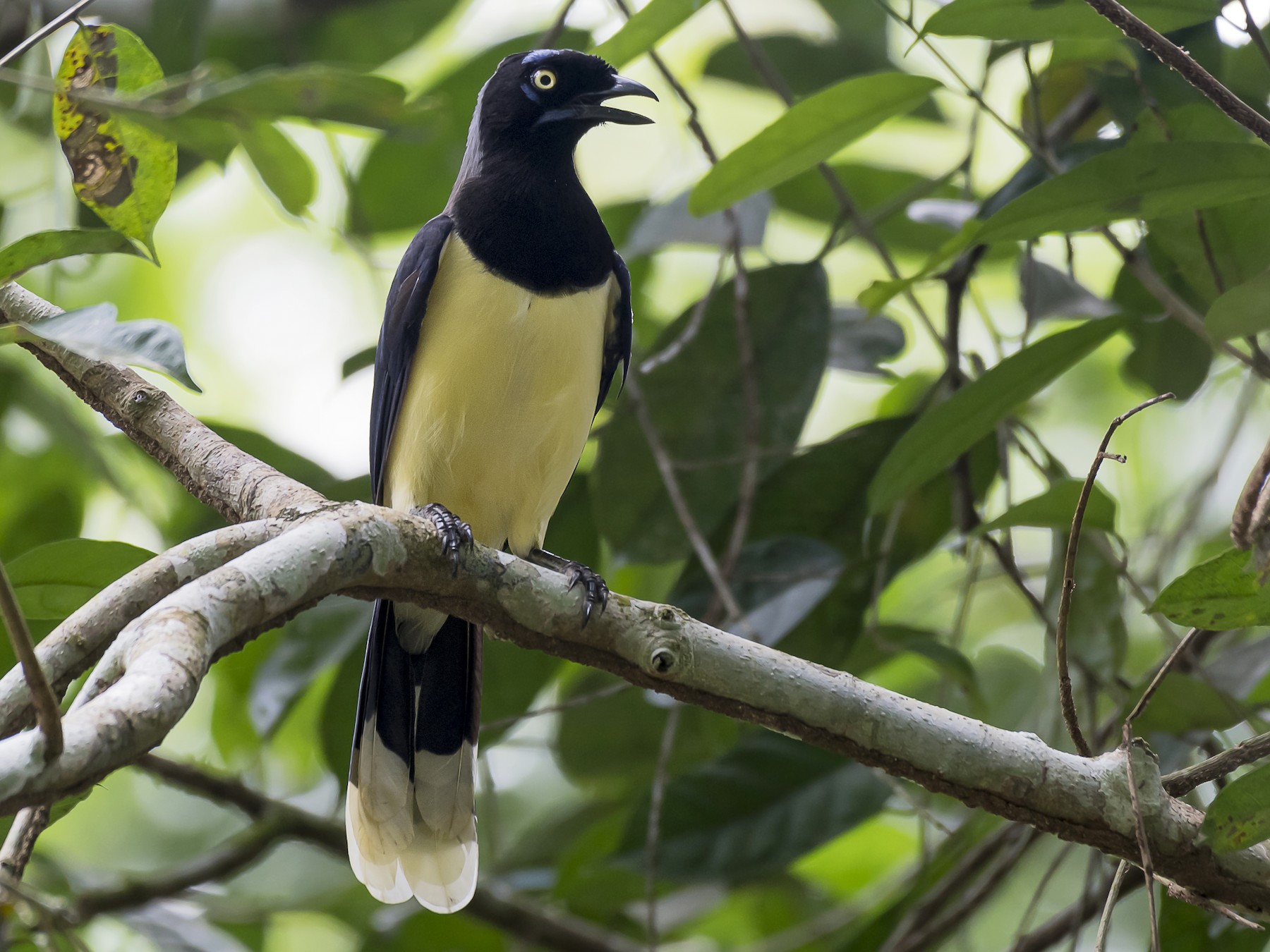 Black-chested Jay - eBird