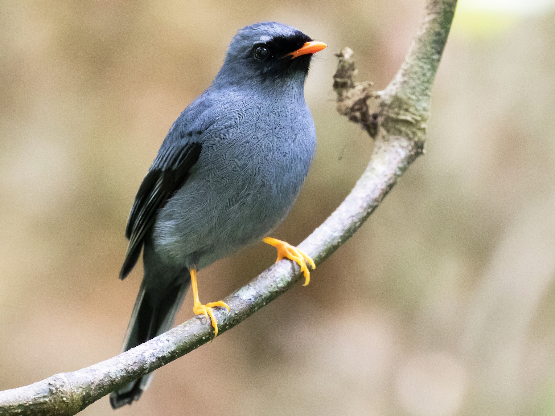 Black-faced Solitaire - eBird