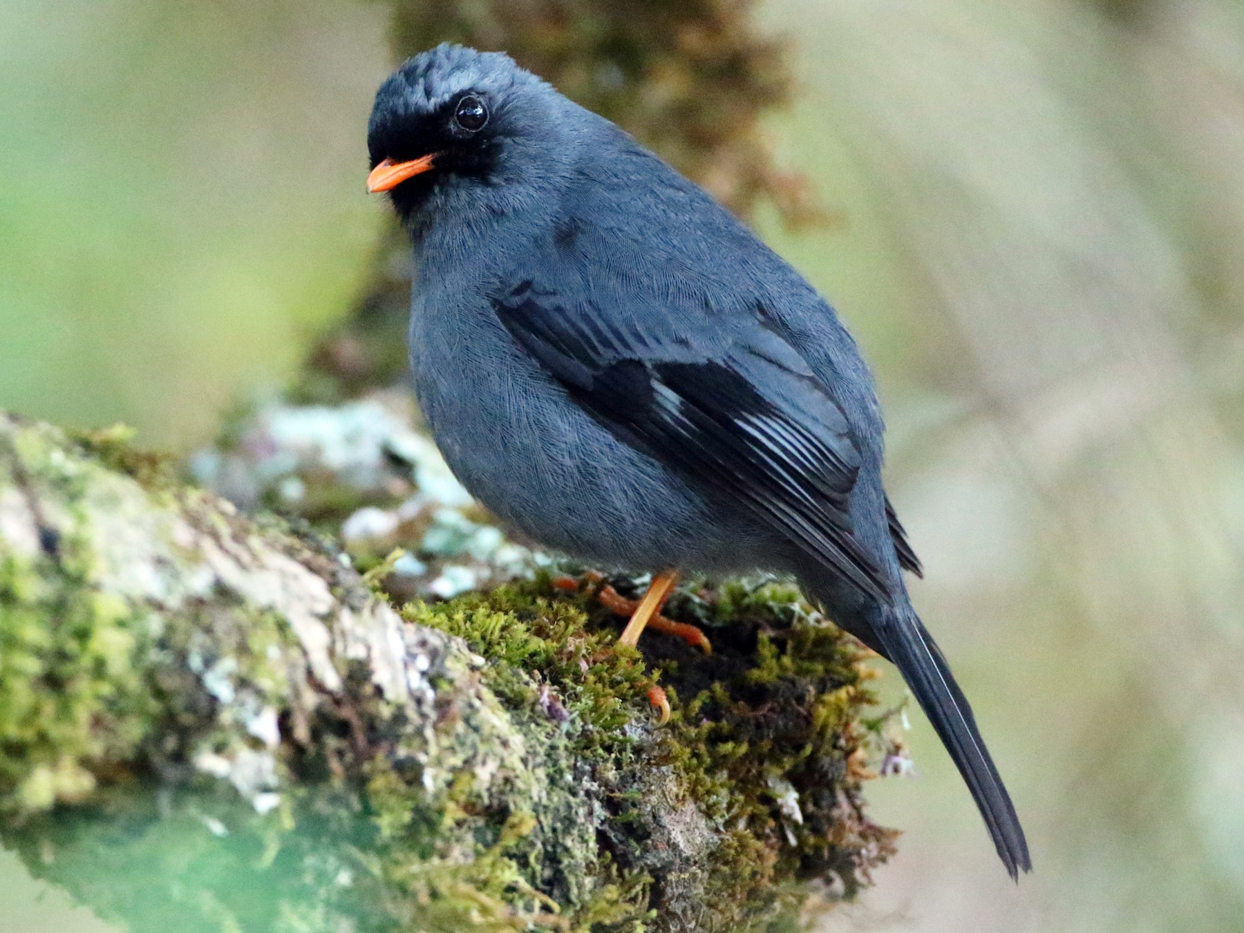 Black-faced Solitaire - eBird