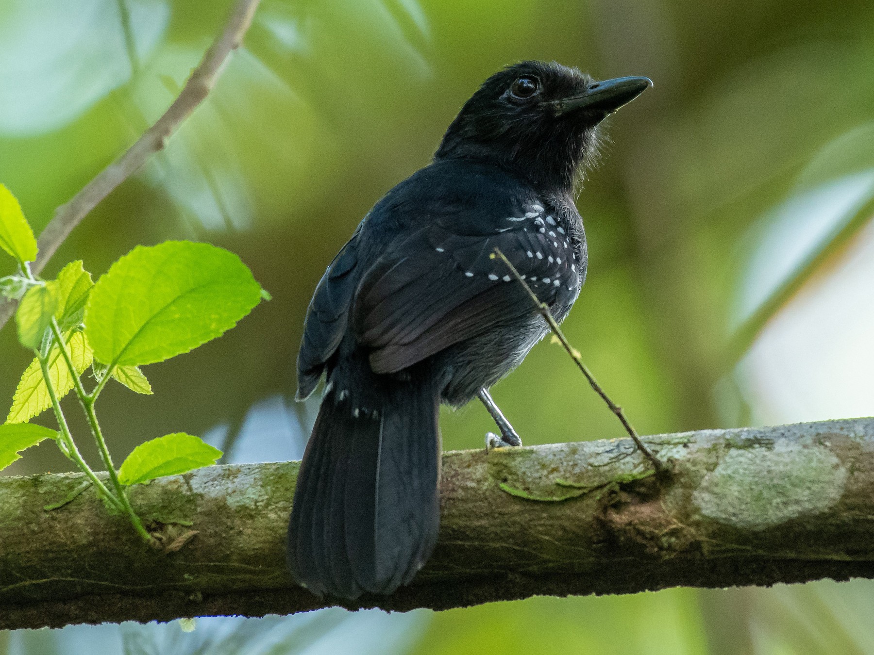 Batará Negruzco - eBird