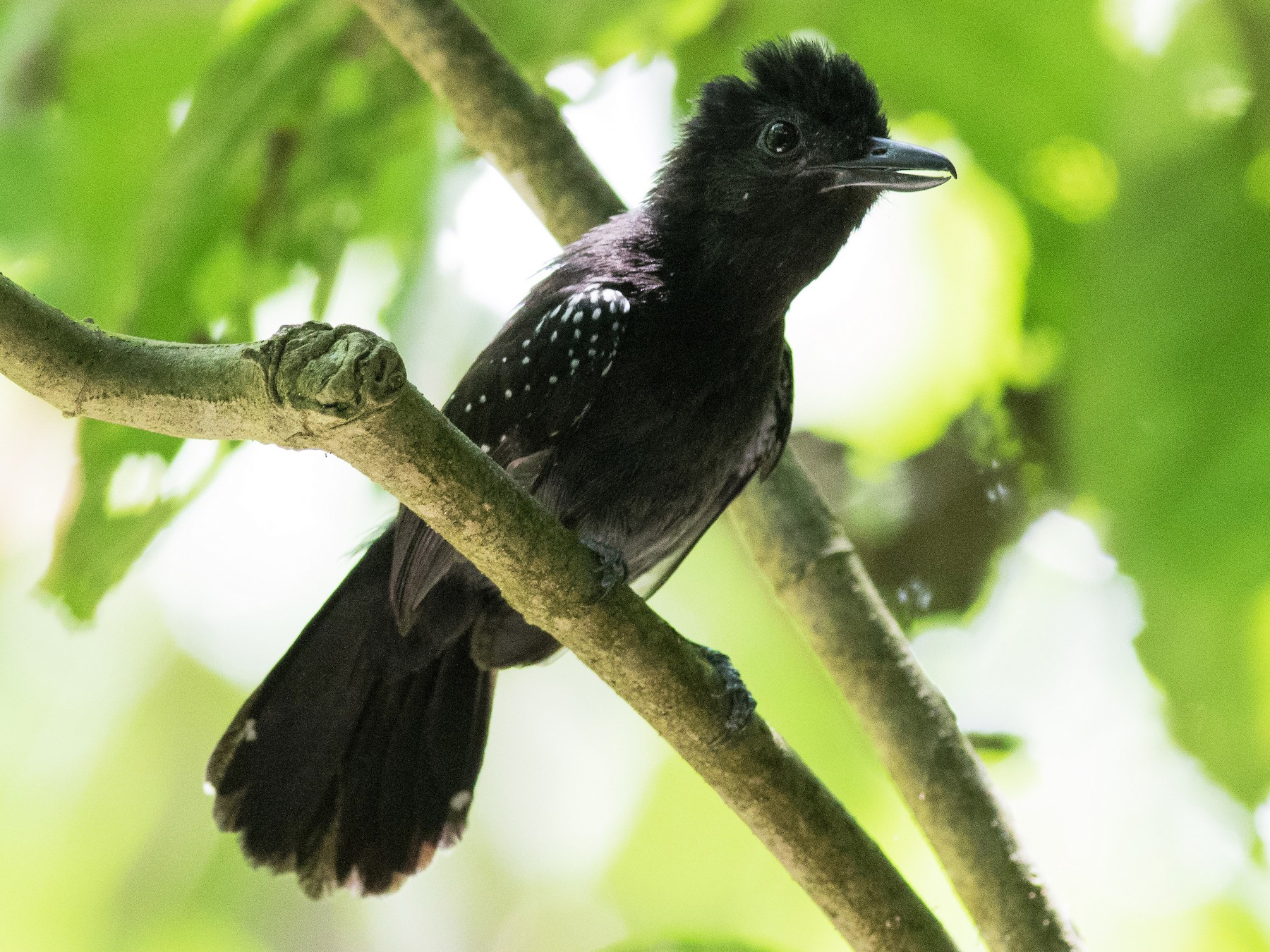Batará Negruzco - eBird