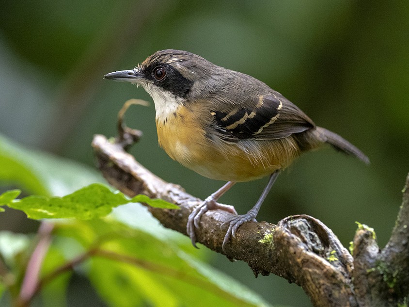 Black-faced Antbird - eBird