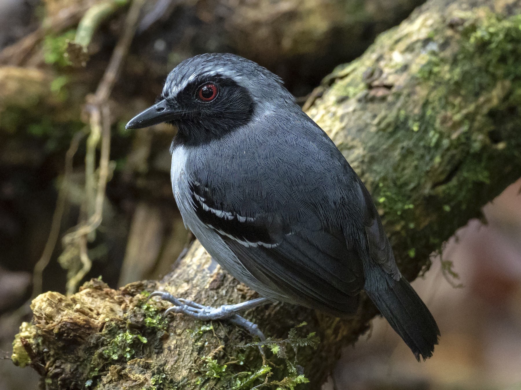 Black-faced Antbird - eBird