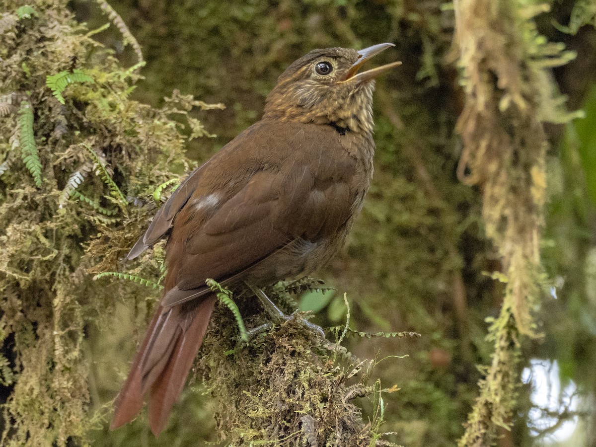 Uniform Treehunter - Thripadectes ignobilis - Birds of the World