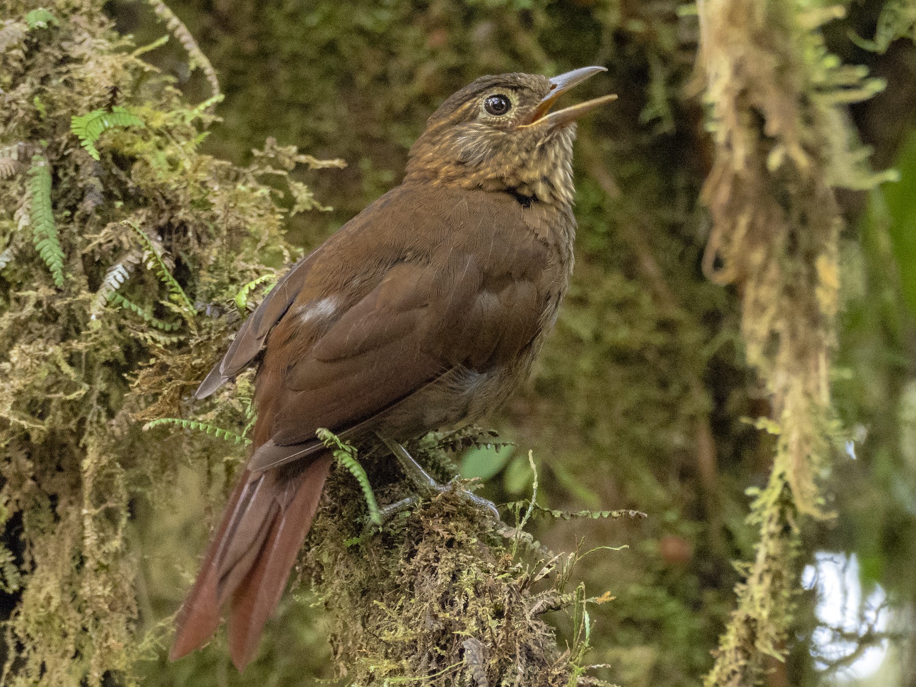 Uniform Treehunter - eBird