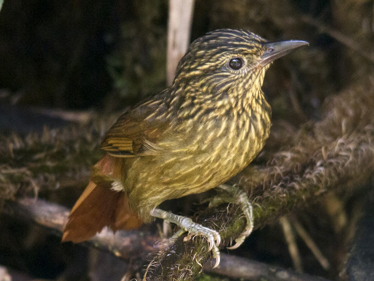 Striped Treehunter - Thripadectes holostictus - Birds of the World