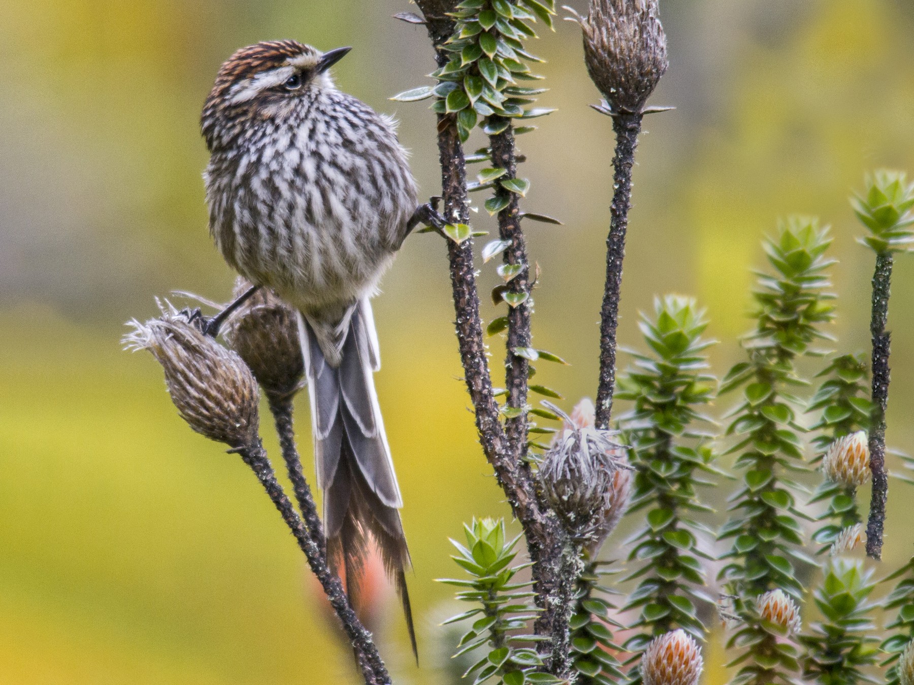 Andean Tit-Spinetail - eBird