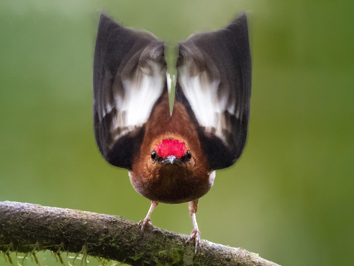 Club-winged Manakin - Machaeropterus deliciosus - Birds of the World