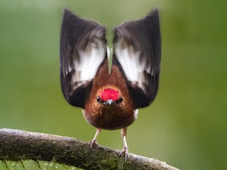 Club-winged Manakin - Machaeropterus deliciosus - Birds of the World