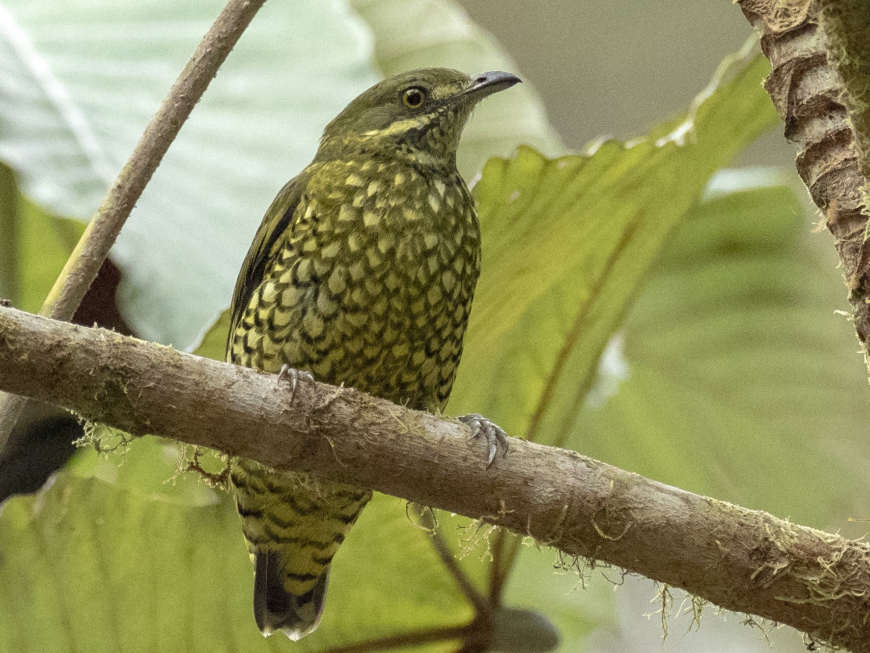 Pullu Meyveyiyen - eBird