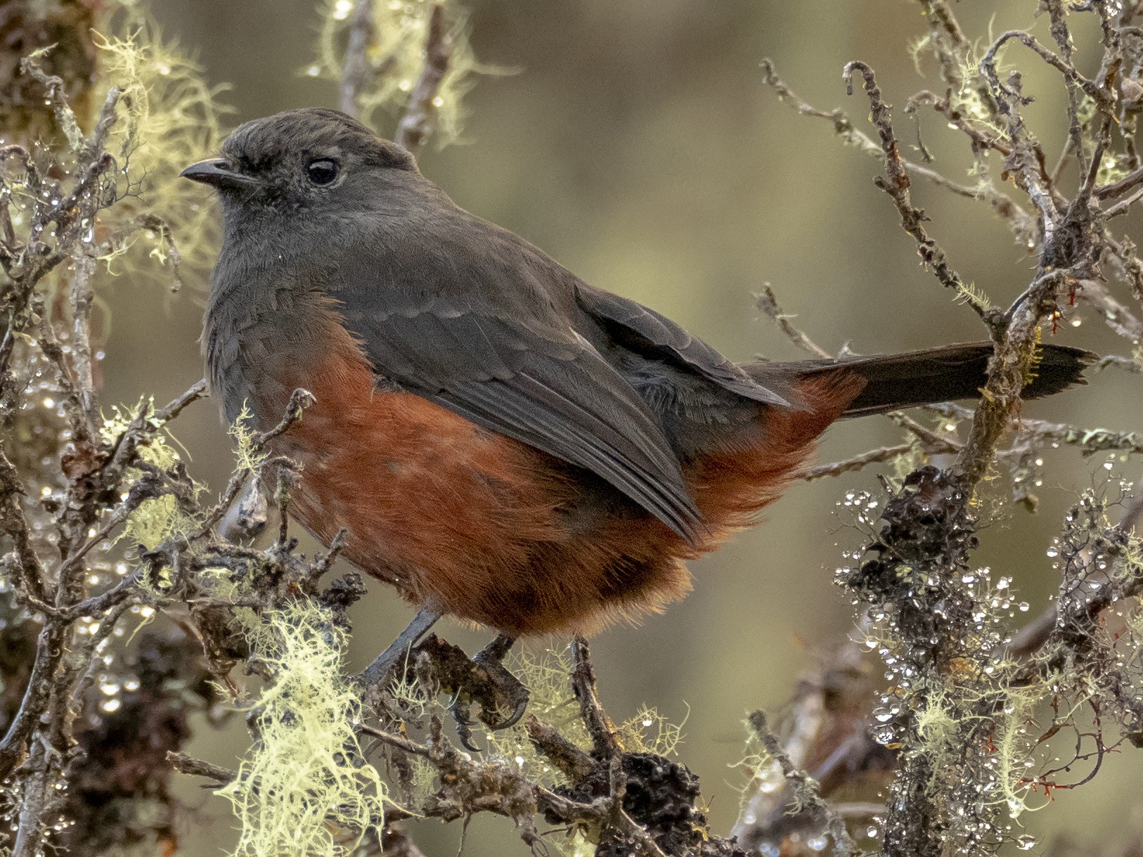 Chestnut-bellied Cotinga - eBird
