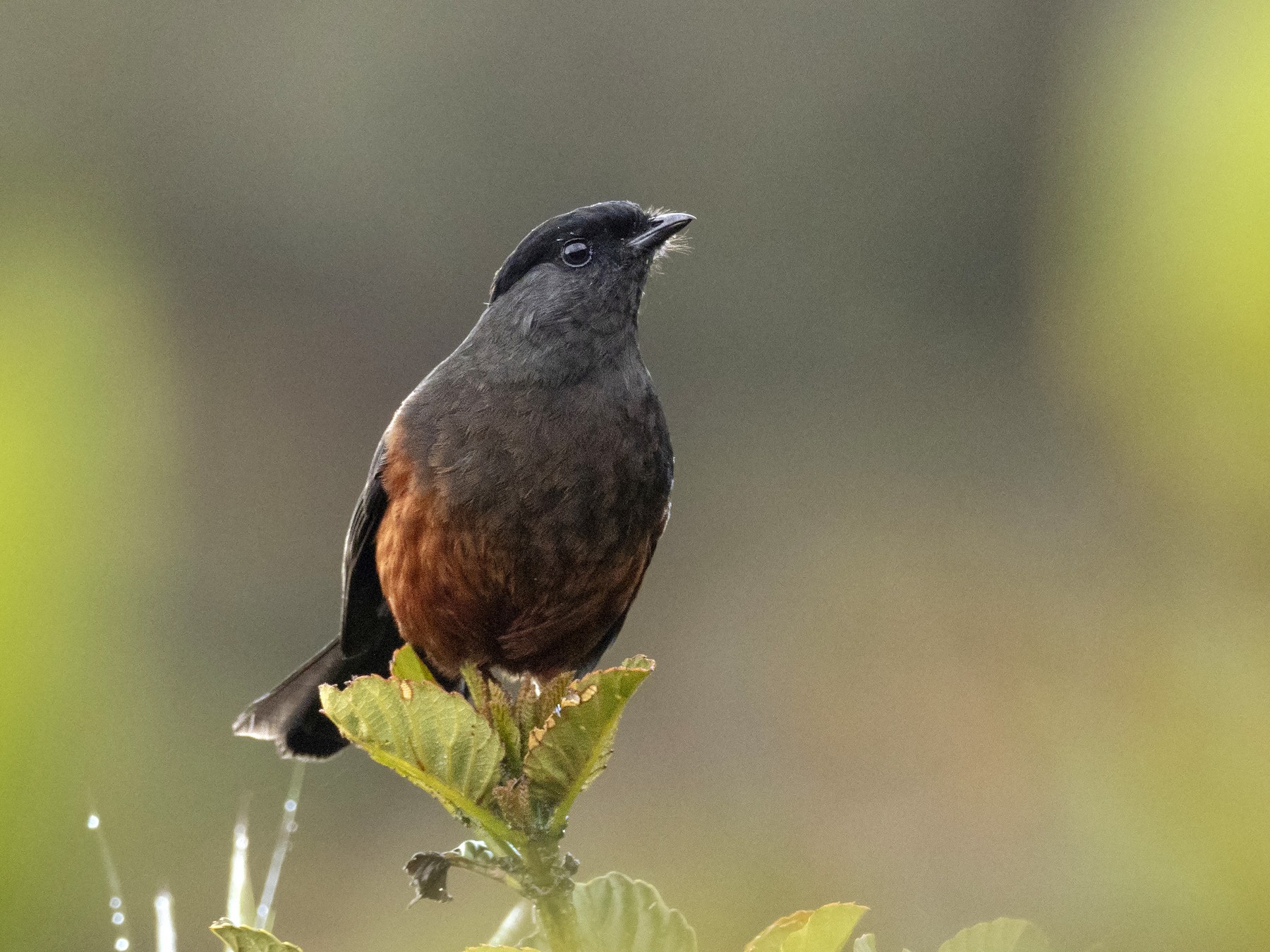 Chestnut-bellied Cotinga - eBird