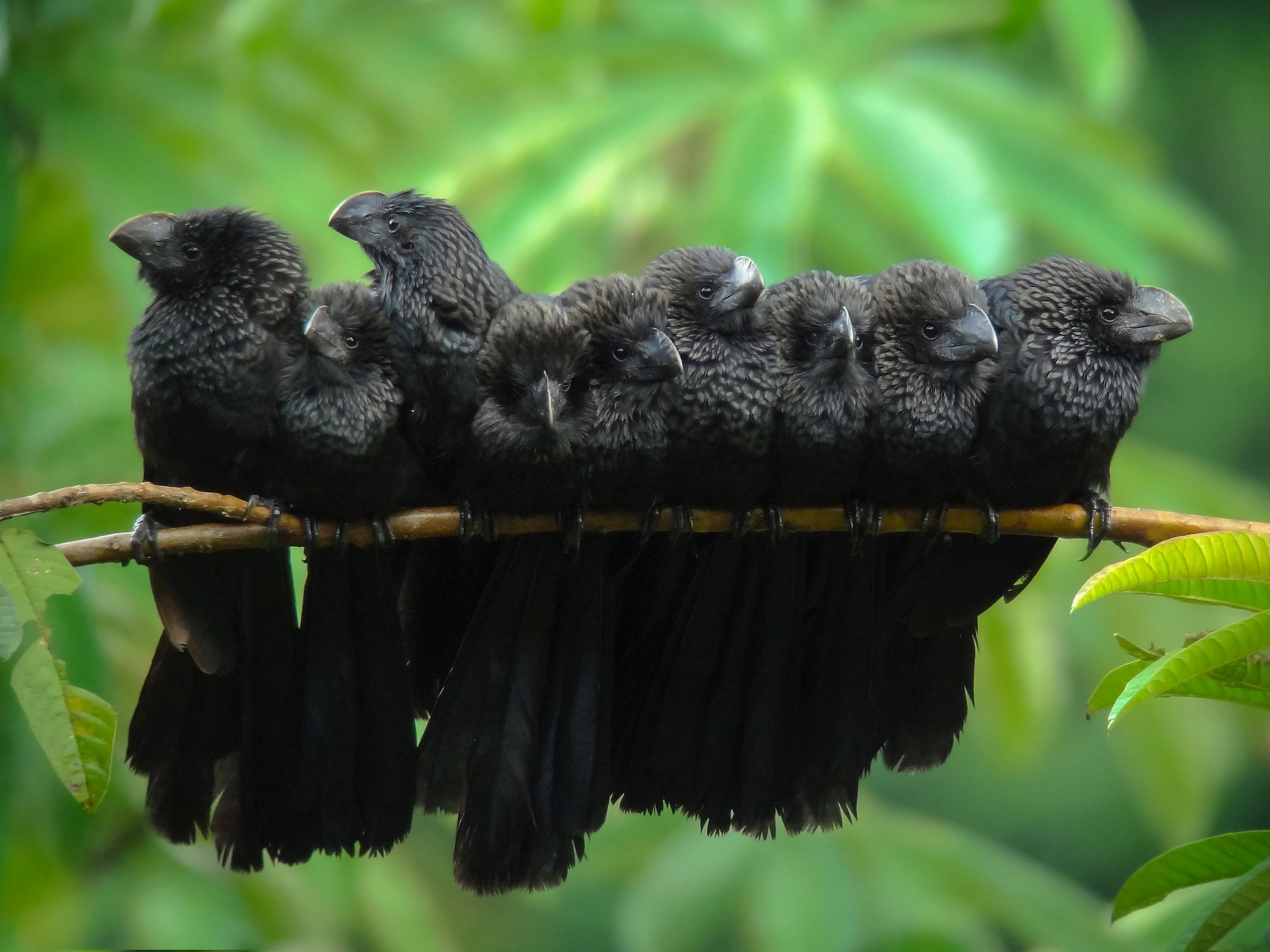 Smooth-billed Ani - eBird