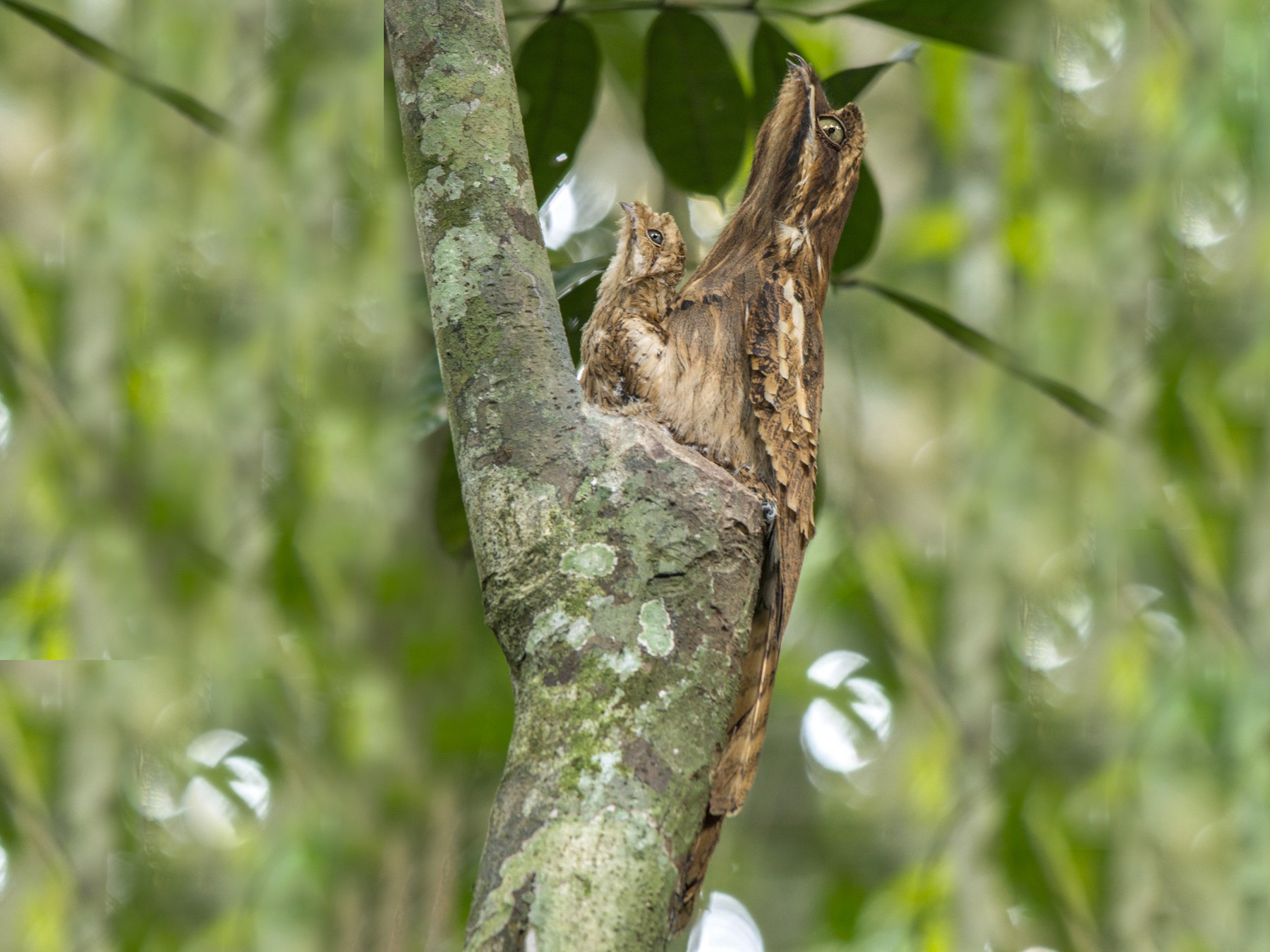 urutau-pardo - eBird