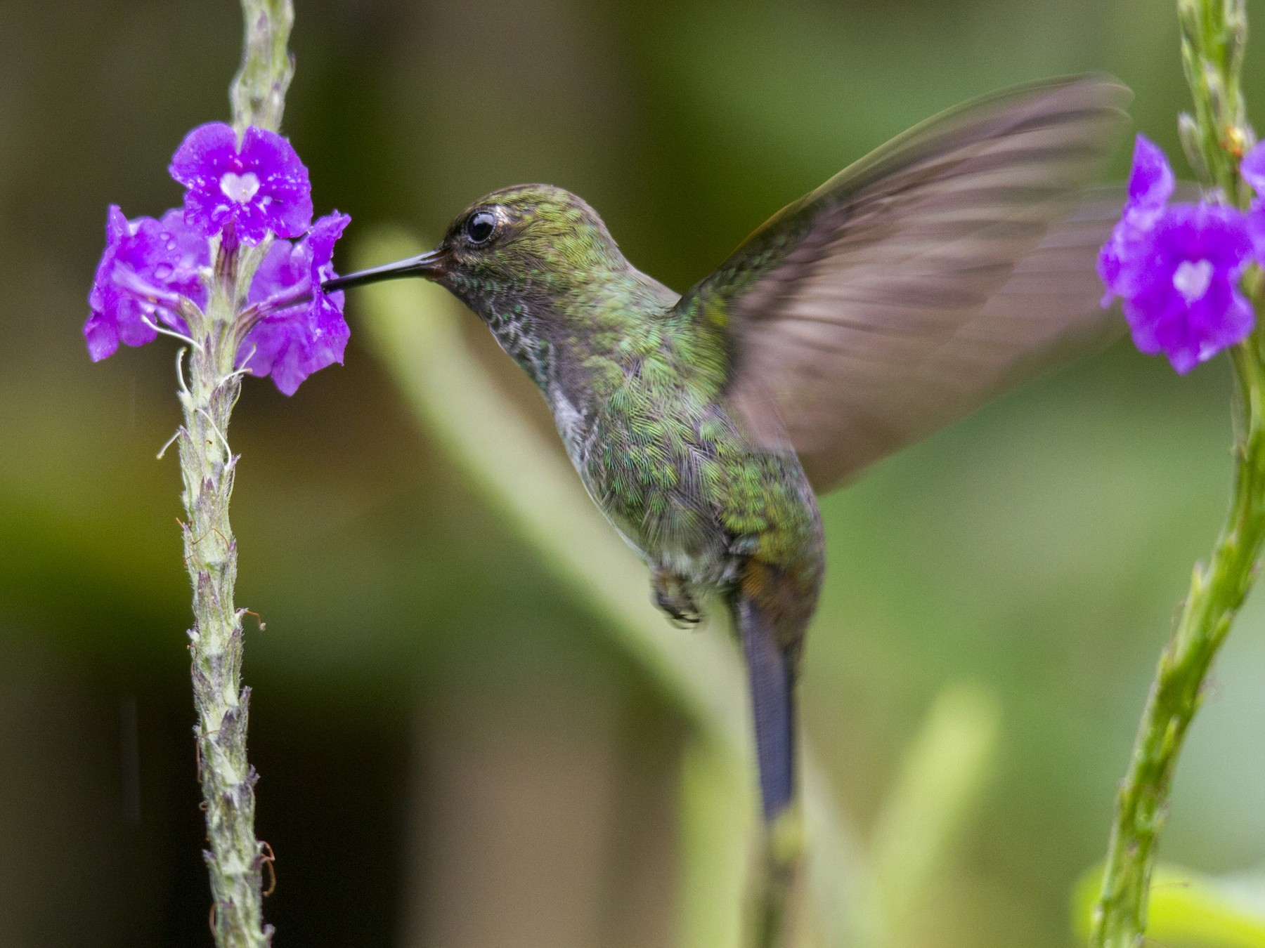 Greenish Puffleg - eBird
