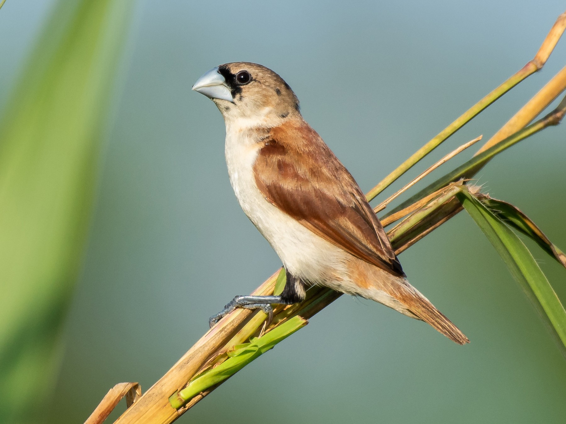 Tricolored Munia - eBird