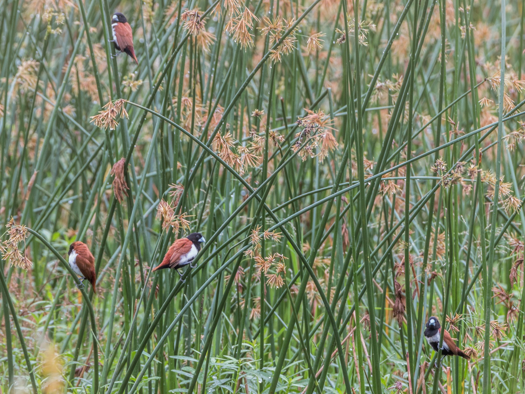Tricolored Munia - eBird