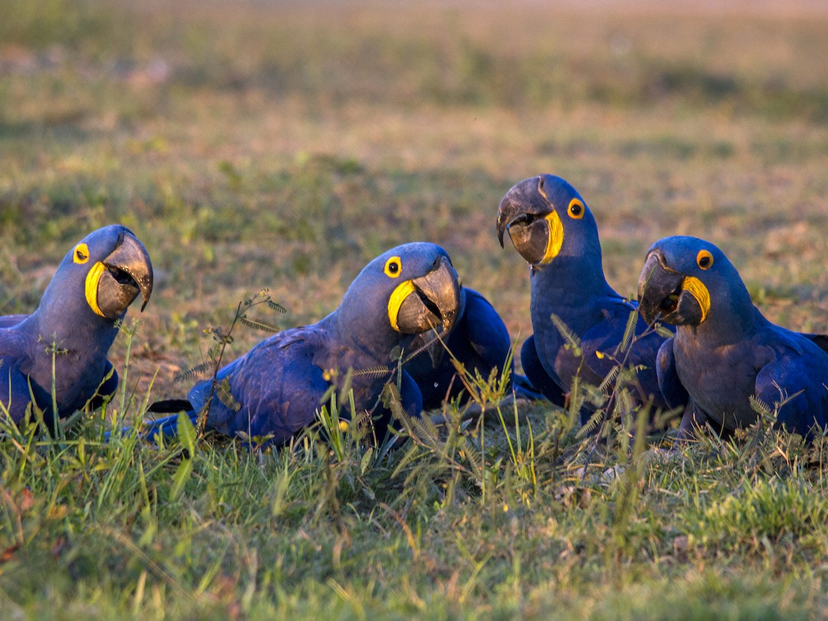 Hyacinth Macaw - Anodorhynchus hyacinthinus - Birds of the World