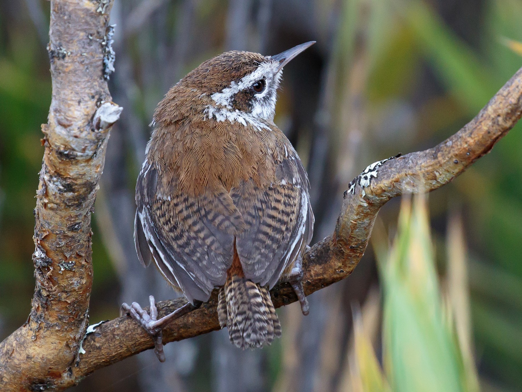 Timberline Wren - eBird