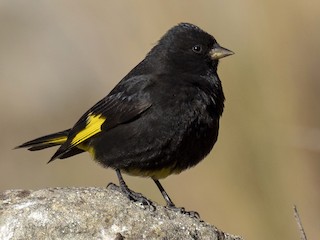Black Siskin - Spinus atratus - Birds of the World