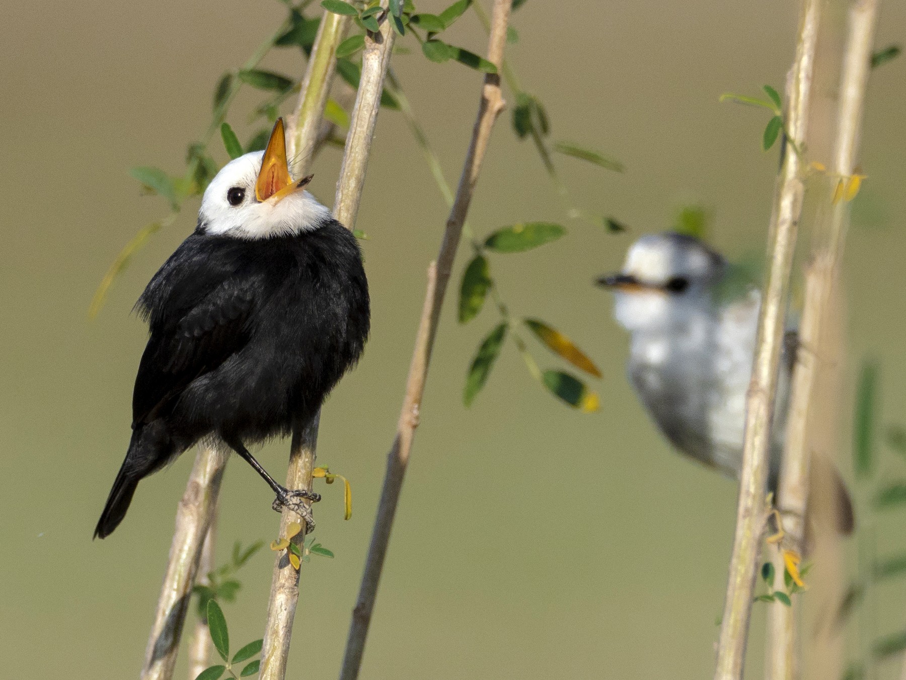 White-headed Marsh Tyrant - eBird