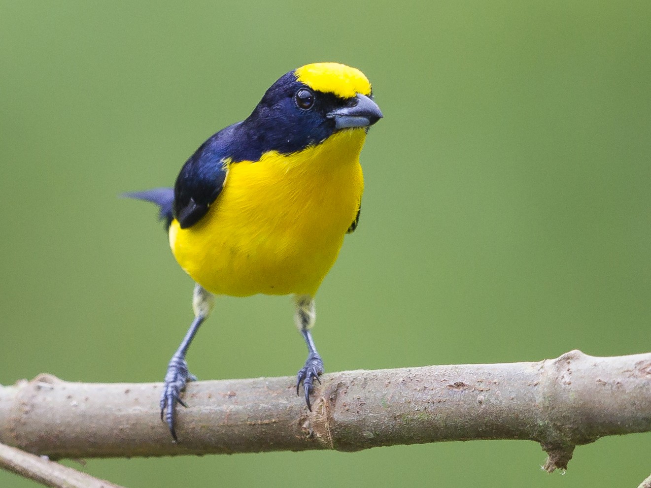 Thick-billed Euphonia - eBird