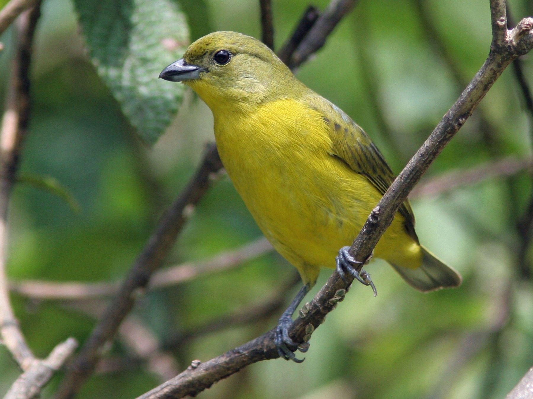 Thick-billed Euphonia - eBird