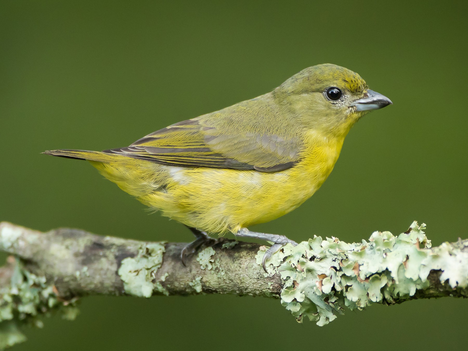 Thick-billed Euphonia - eBird