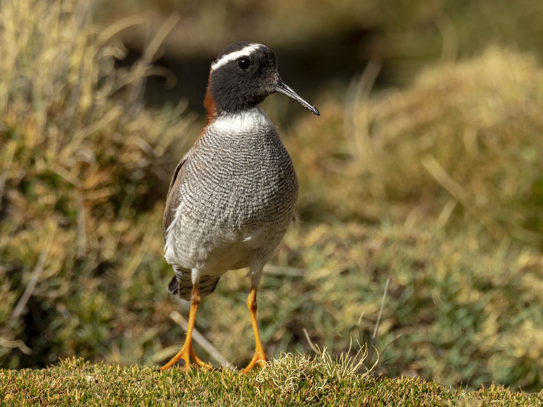 Diademed Sandpiper-Plover - eBird