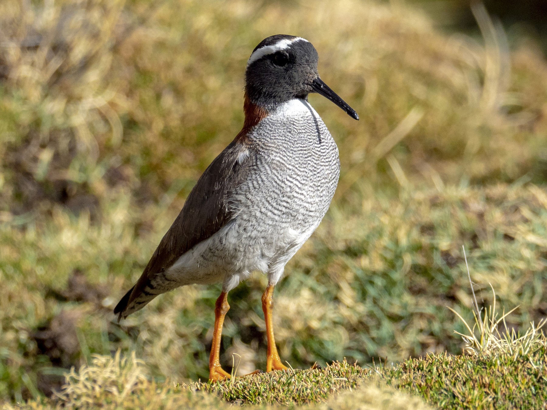Diademed Sandpiper-Plover - eBird