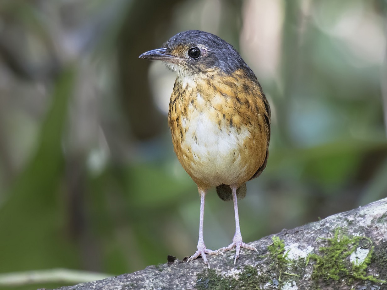 Thicket Antpitta - eBird