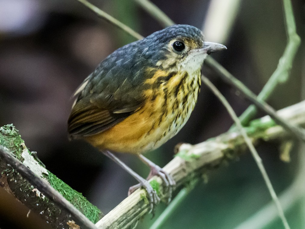 Thicket Antpitta - eBird