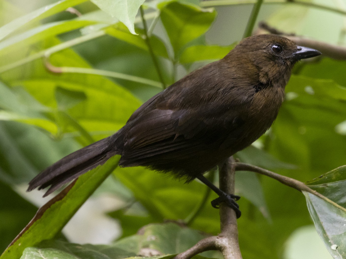 Tawny-crested Tanager - eBird